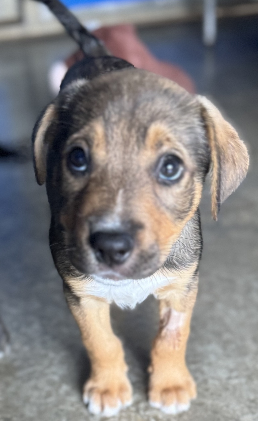 Lila - Medium Female Kelpie x American Staffordshire Bull Terrier Mix ...