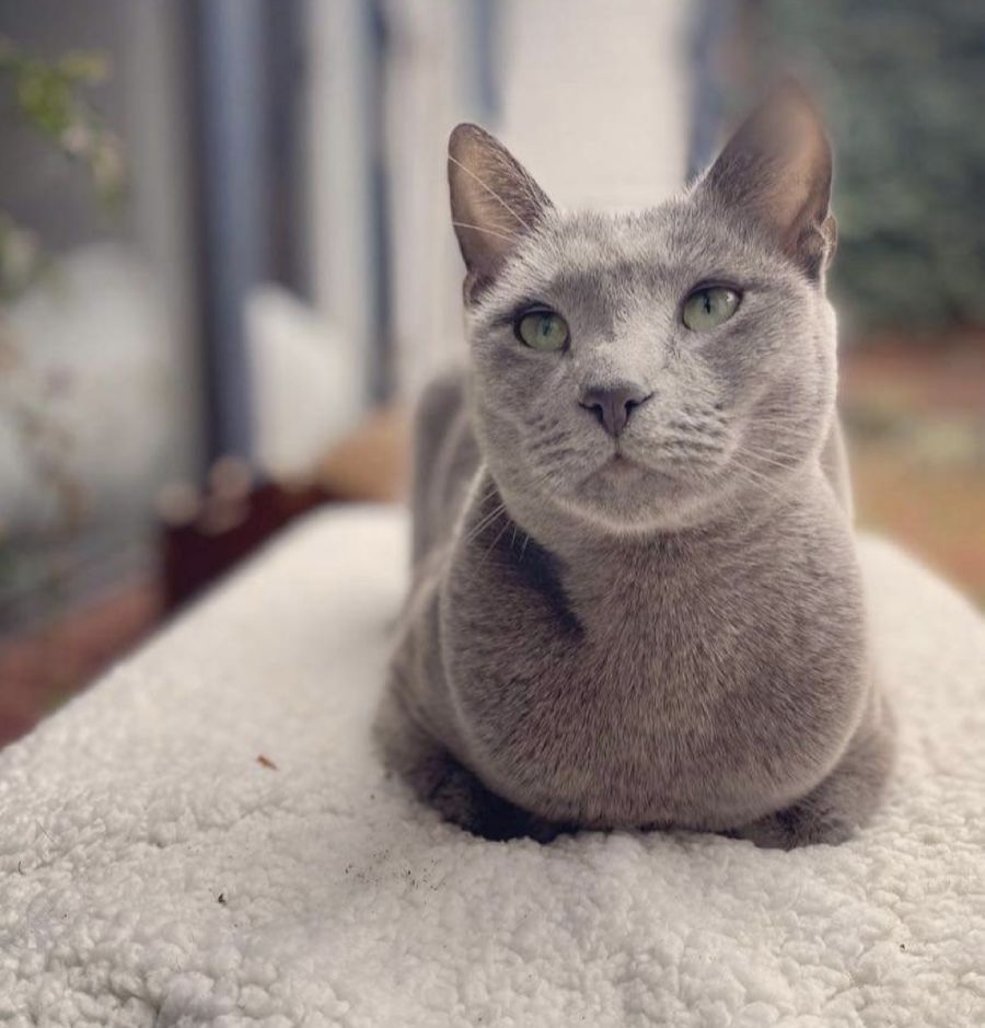 Chloe - Female Russian Blue Cat in VIC - PetRescue