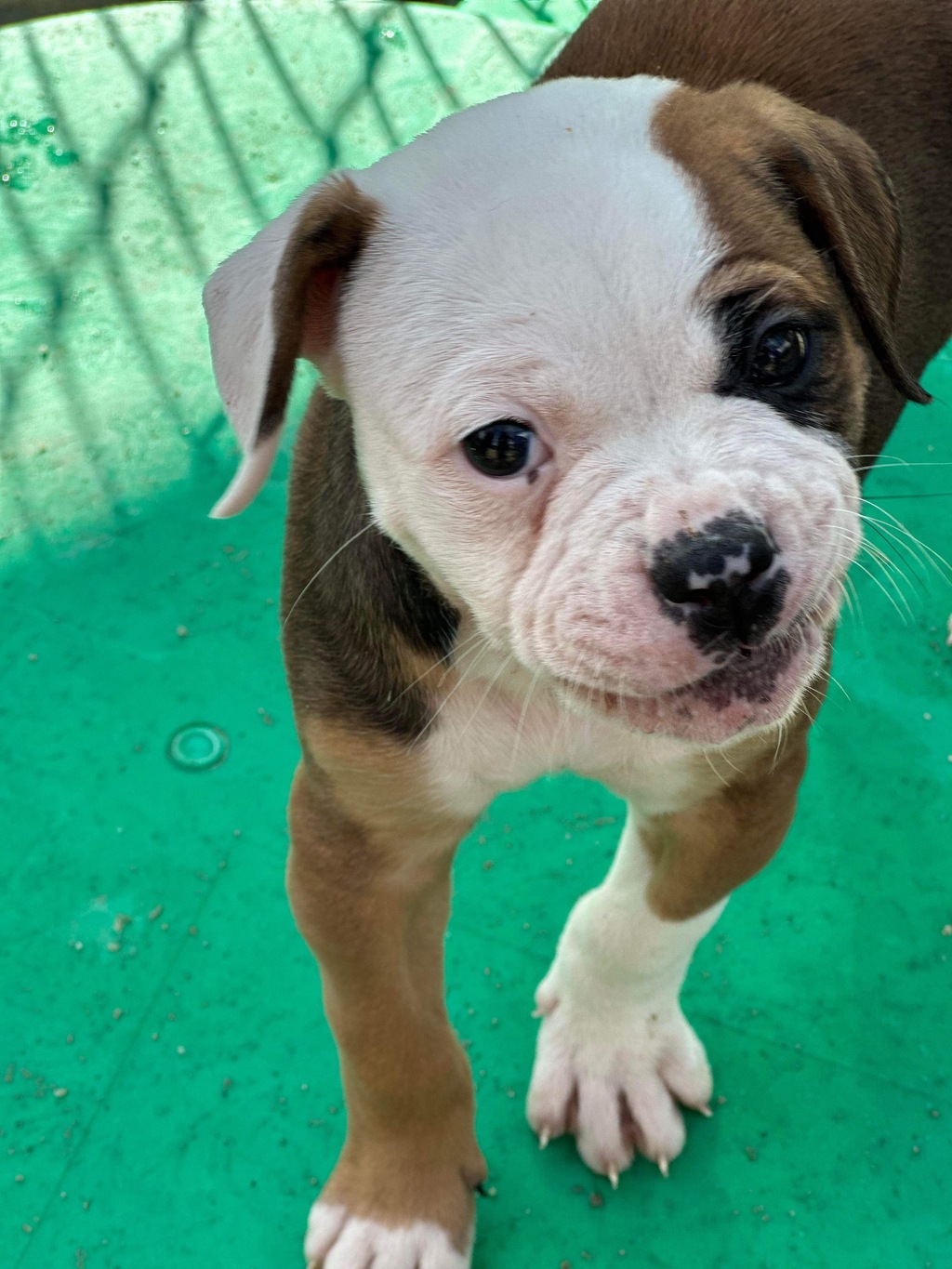 Peggy - Medium Female American Bulldog Dog in VIC - PetRescue