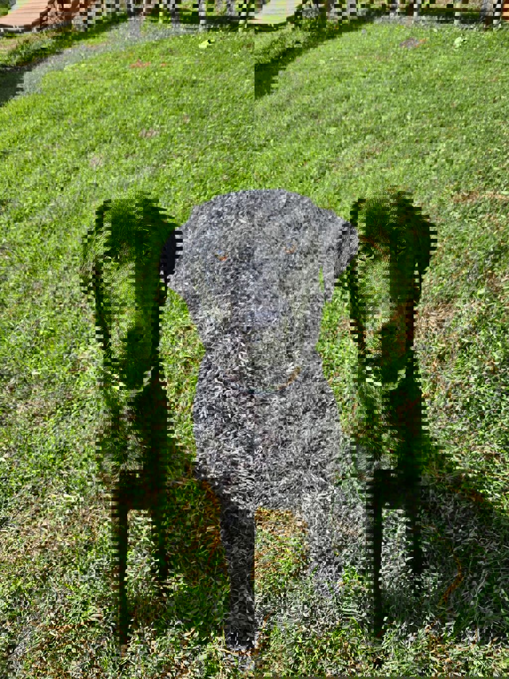 Noelle - Medium Female Labrador Retriever Mix Dog in VIC - PetRescue