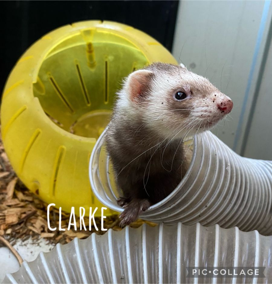 Clarke - Female Ferret in VIC - PetRescue