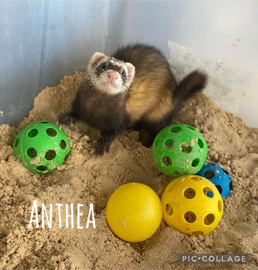 Anthea - Female Ferret in VIC - PetRescue