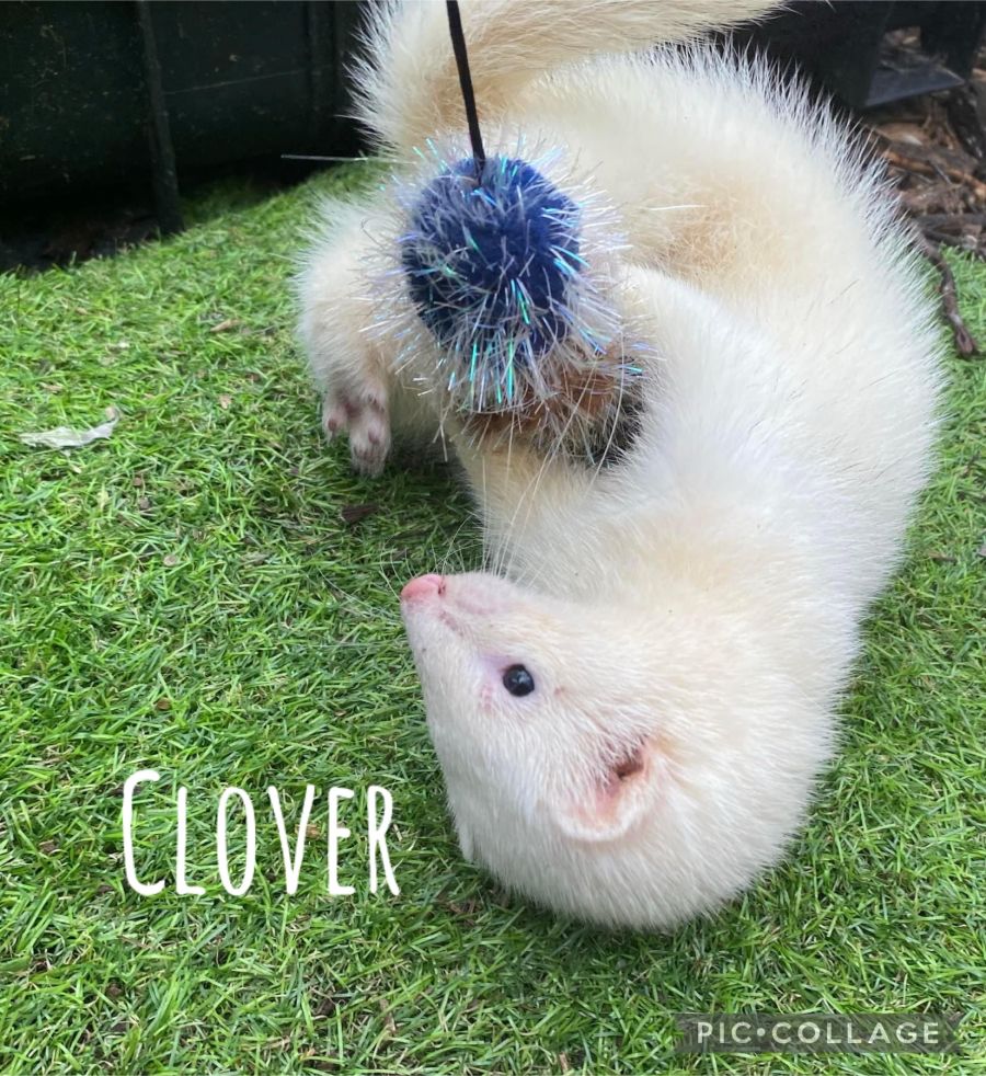 Clover - Female Ferret in VIC - PetRescue