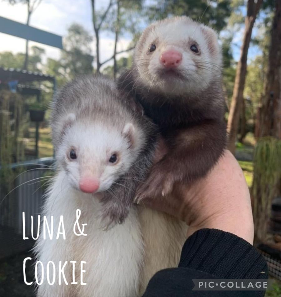 Luna & Cookie - Female Ferret in VIC - PetRescue