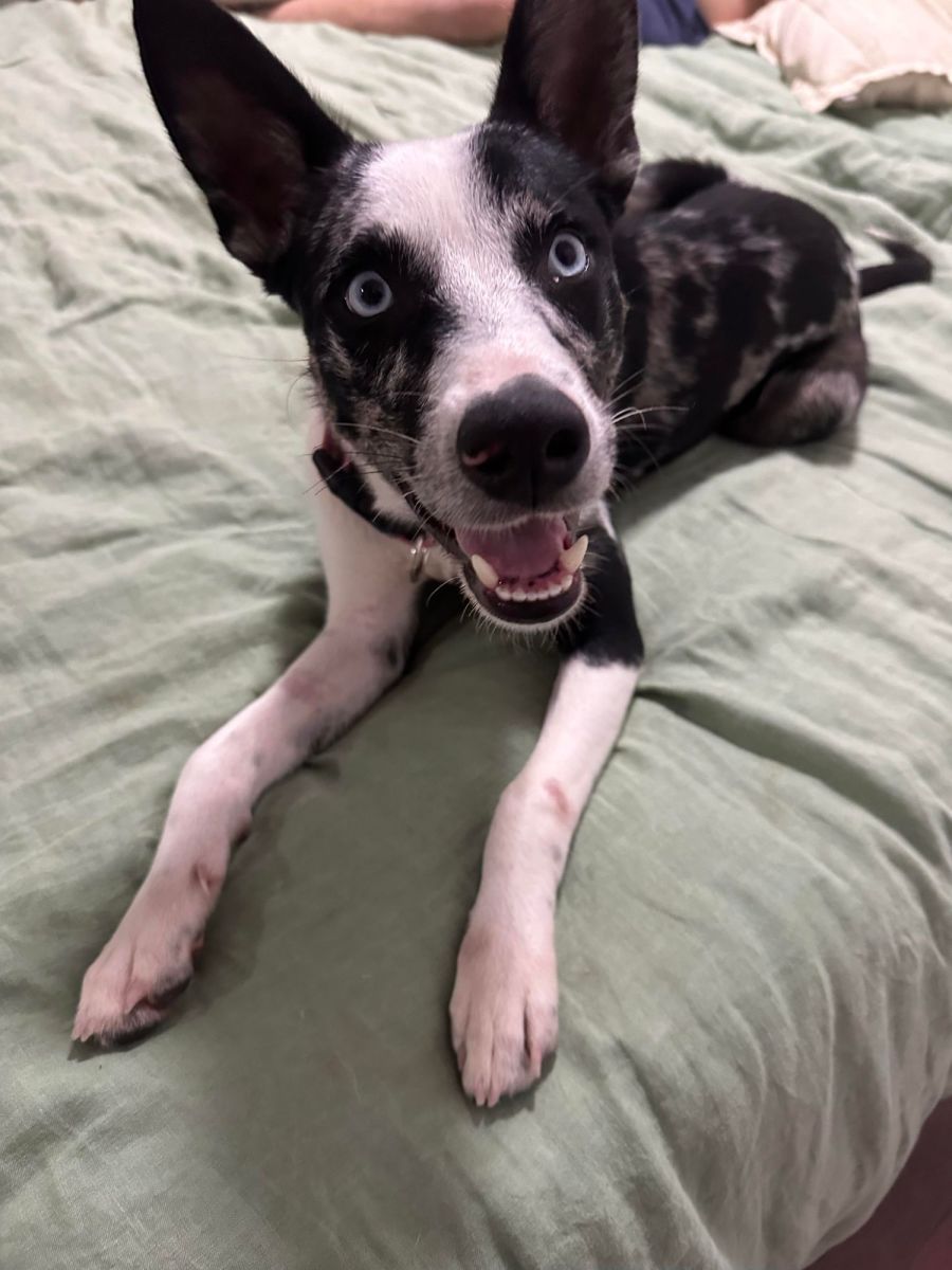 Asha - Medium Female Koolie Mix Dog in QLD - PetRescue