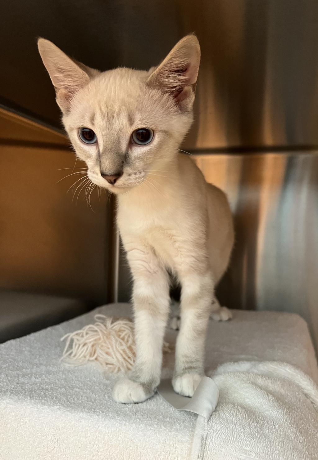 Kimba - Male Layanese Mix Cat in QLD - PetRescue