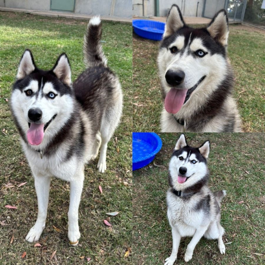 Hawk - Large Male Husky Dog in VIC - PetRescue