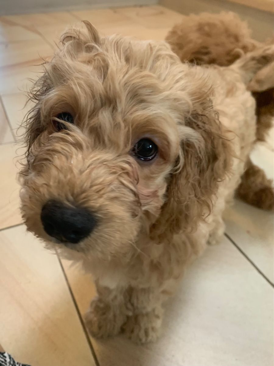 Ashton - Small Male Cocker Spaniel Mix Dog in NSW - PetRescue