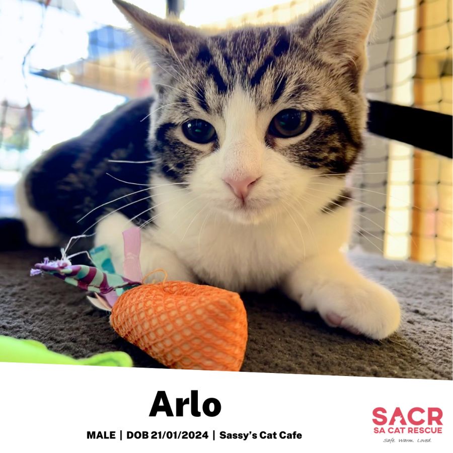 Arlo - Male Domestic Short Hair Cat in SA - PetRescue