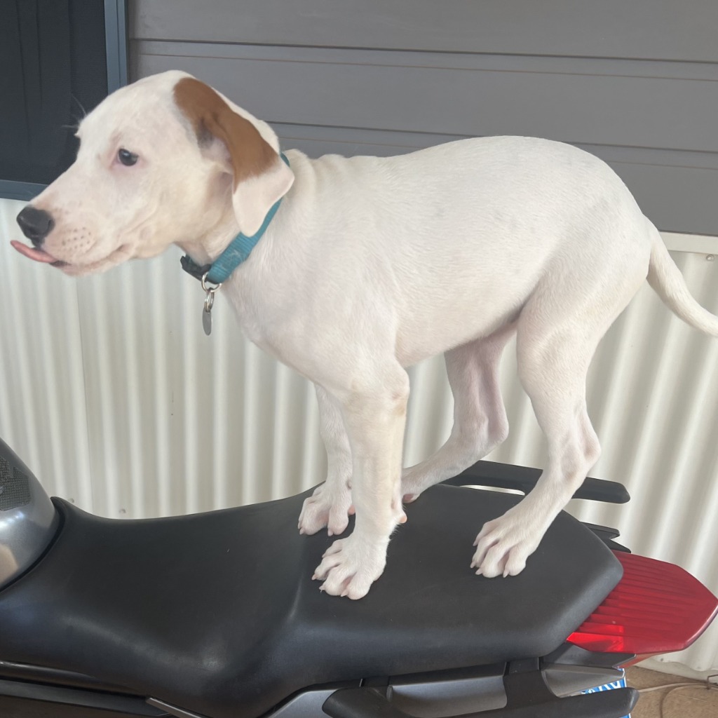 Ellie - Medium Female Mixed Breed Dog in WA - PetRescue