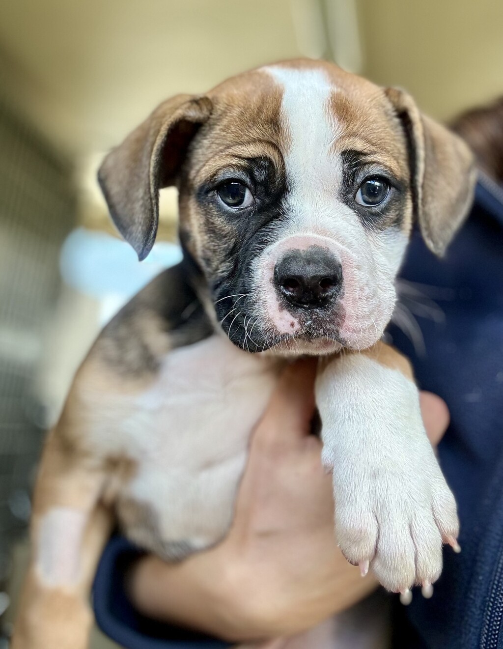 Hulk - Medium Male American Bulldog Dog in VIC - PetRescue