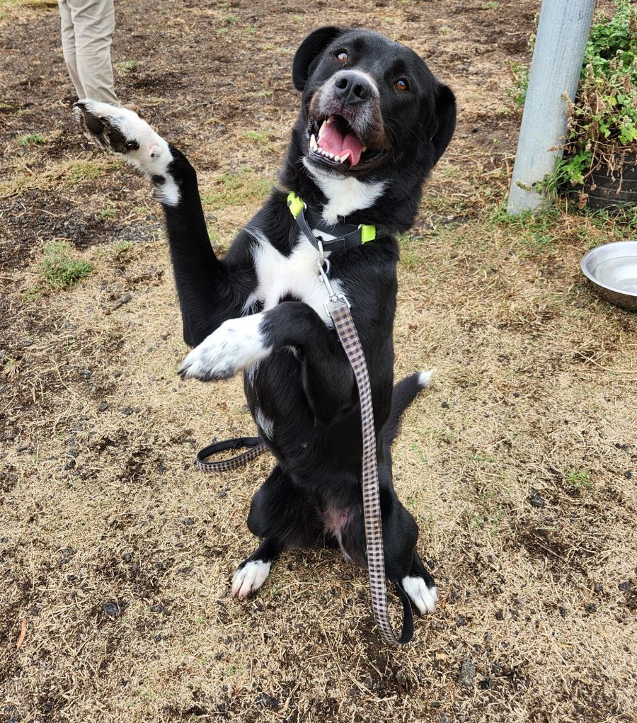 Mia (63027) - Large Female Border Collie Mix Dog in VIC - PetRescue