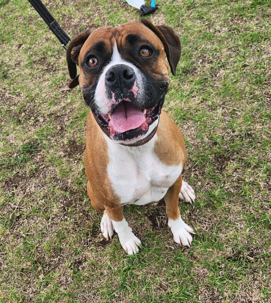 Ella (63143) - Large Female Boxer Dog in VIC - PetRescue