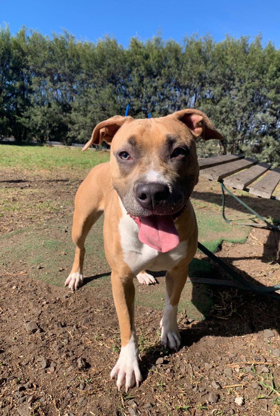 Angel (63067) - Large Female Amstaff Dog in VIC - PetRescue