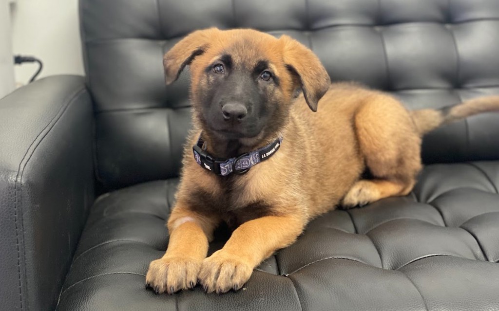 Robyn - Small Female German Shepherd Mix Dog in VIC - PetRescue