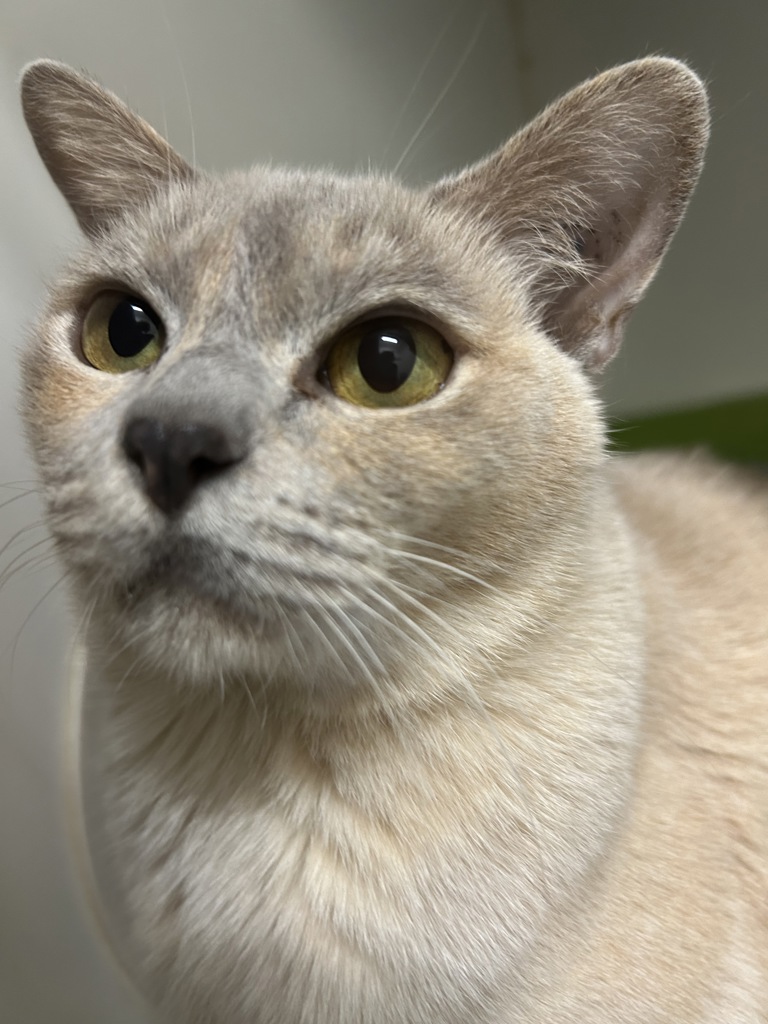 Fay Rocious - Female Burmese Mix Cat in WA - PetRescue