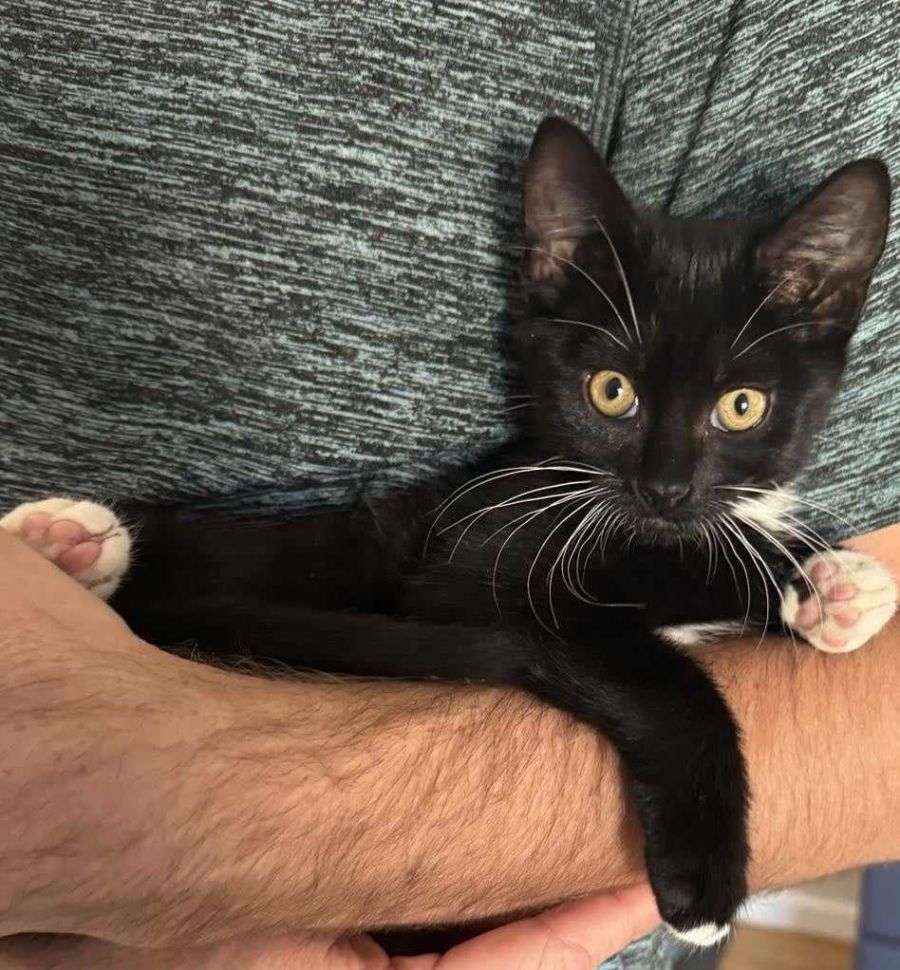 Calista - Female Domestic Short Hair Cat in VIC - PetRescue