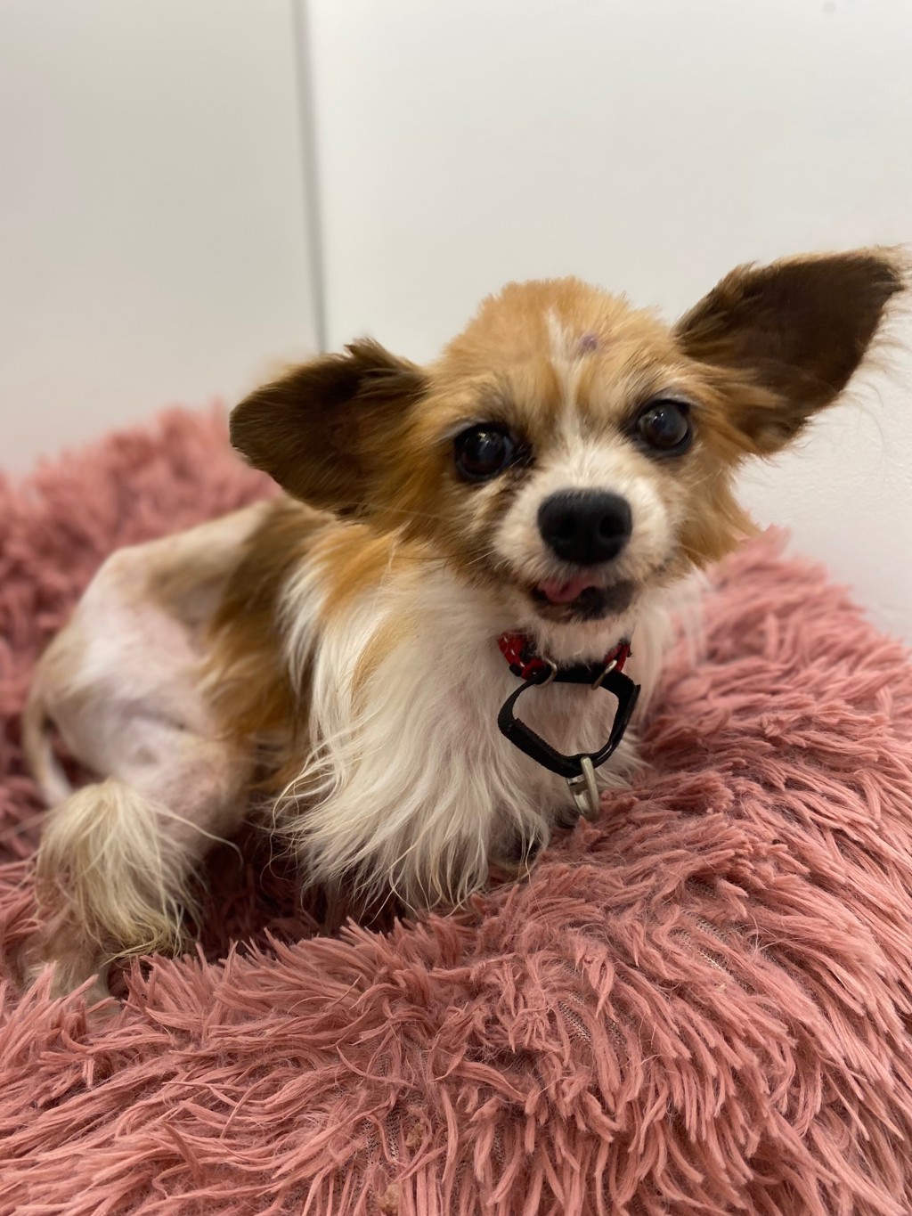 Chloe - Small Female Papillon Mix Dog in WA - PetRescue