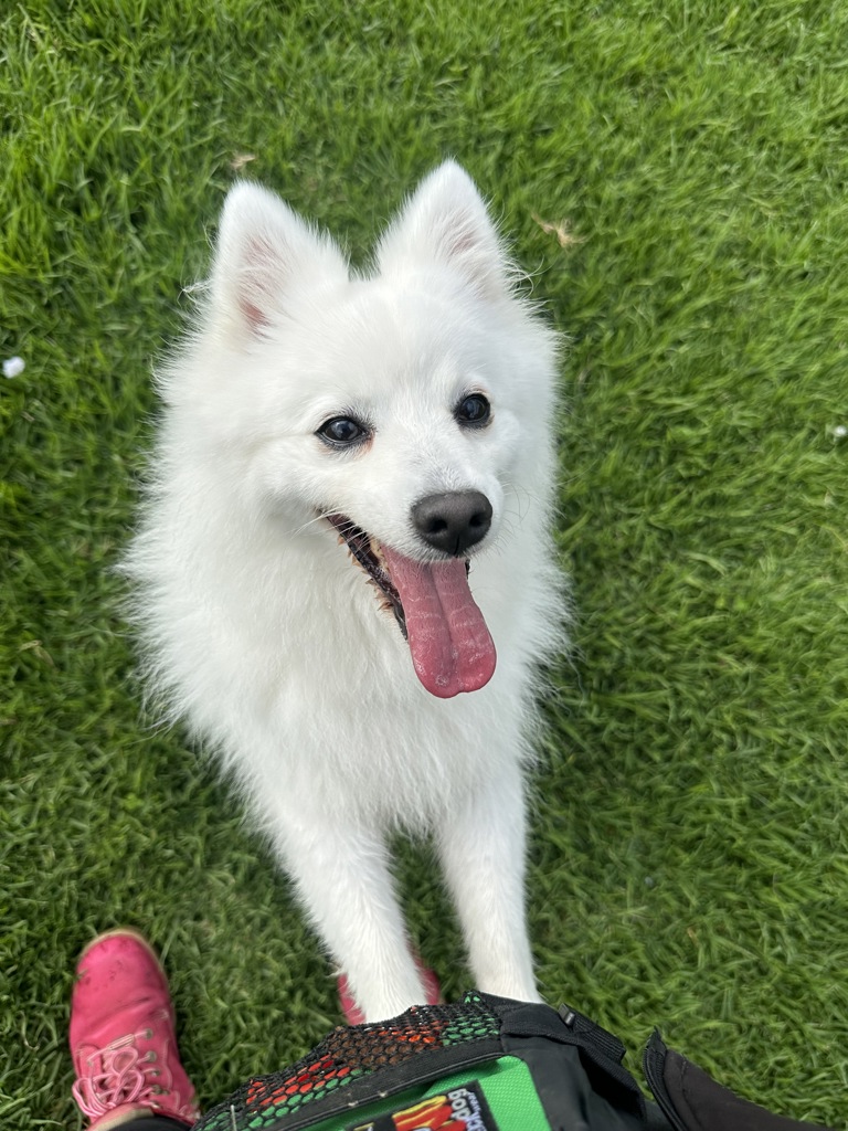 Snowy - Medium Female Japanese Spitz Mix Dog in VIC - PetRescue