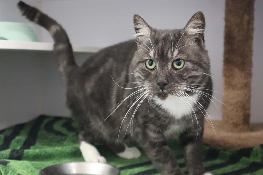 Jinx - Male Domestic Short Hair Mix Cat in VIC - PetRescue