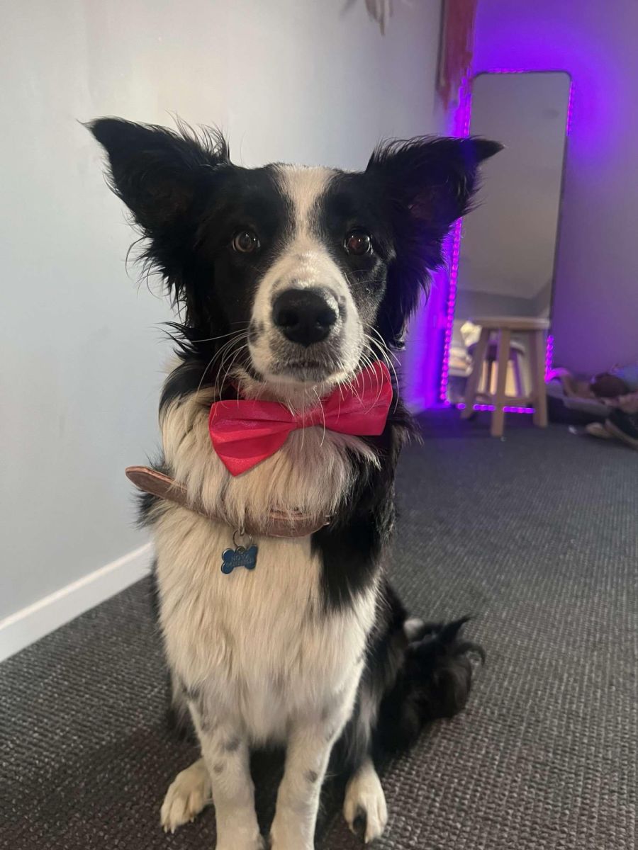 Nova - Medium Female Border Collie Dog in VIC - PetRescue