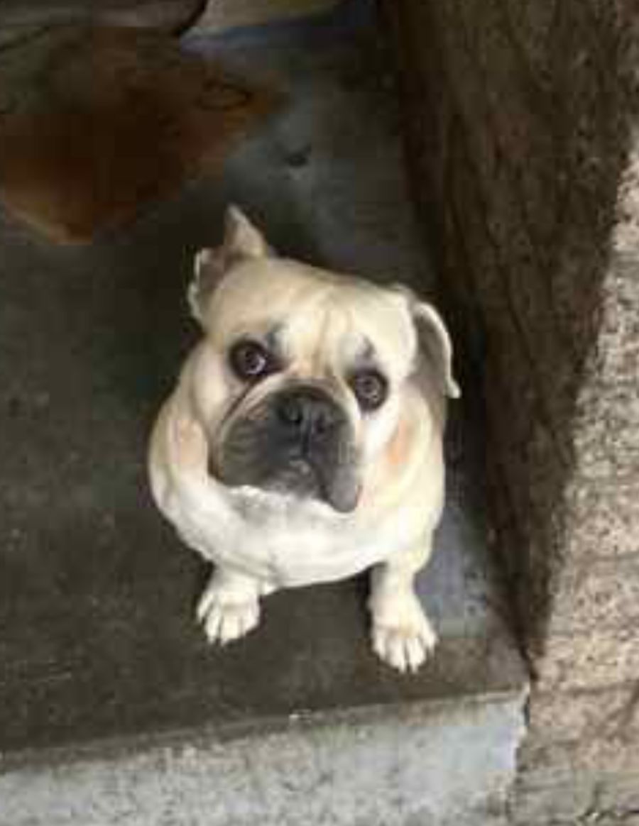 Bonnie - Medium Female French Bulldog Dog in VIC - PetRescue