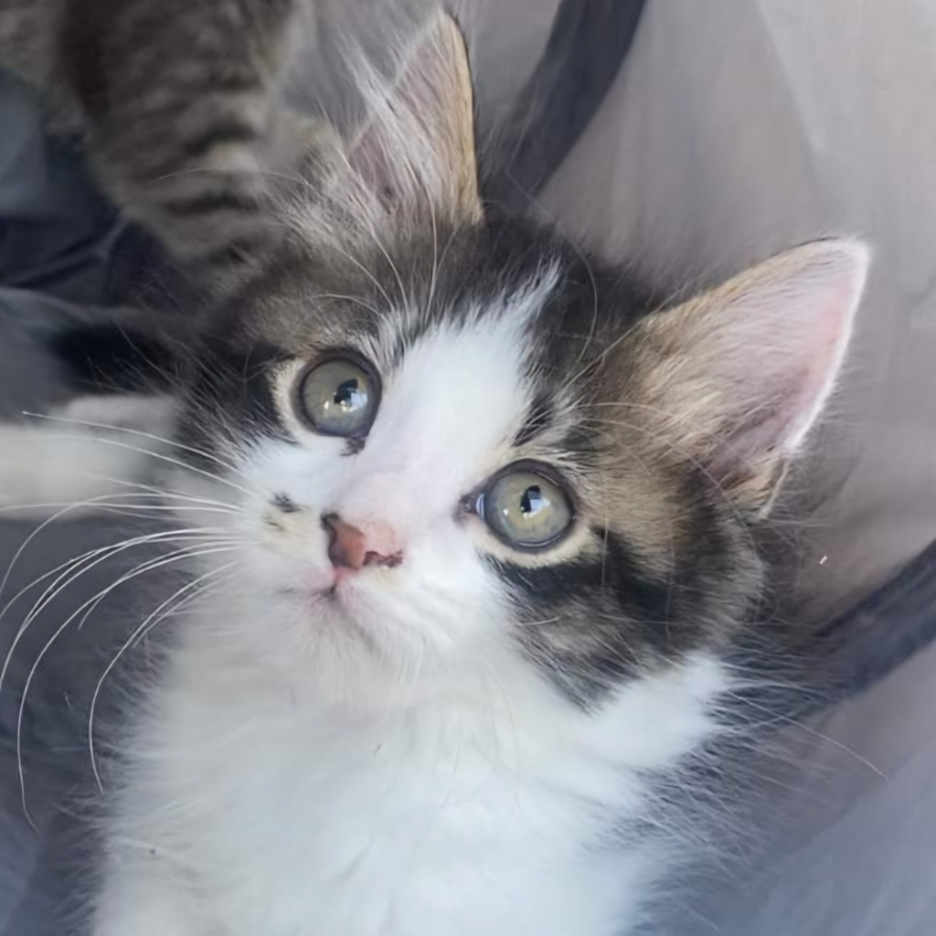 Ambrose - Male Domestic Short Hair Cat in WA - PetRescue