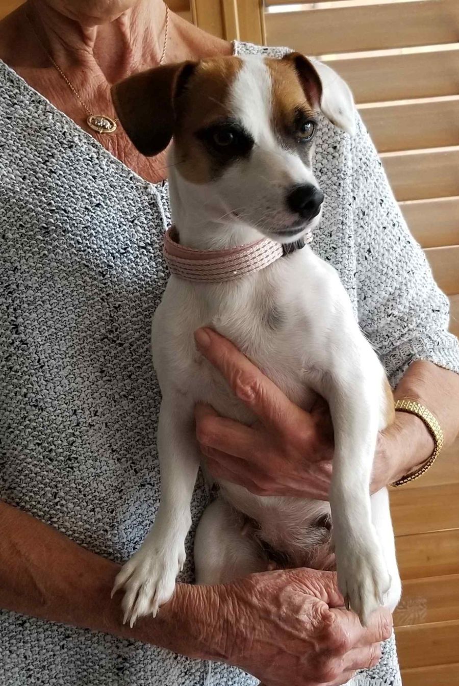 Penny - Small Female Jack Russell Terrier Dog in NSW - PetRescue