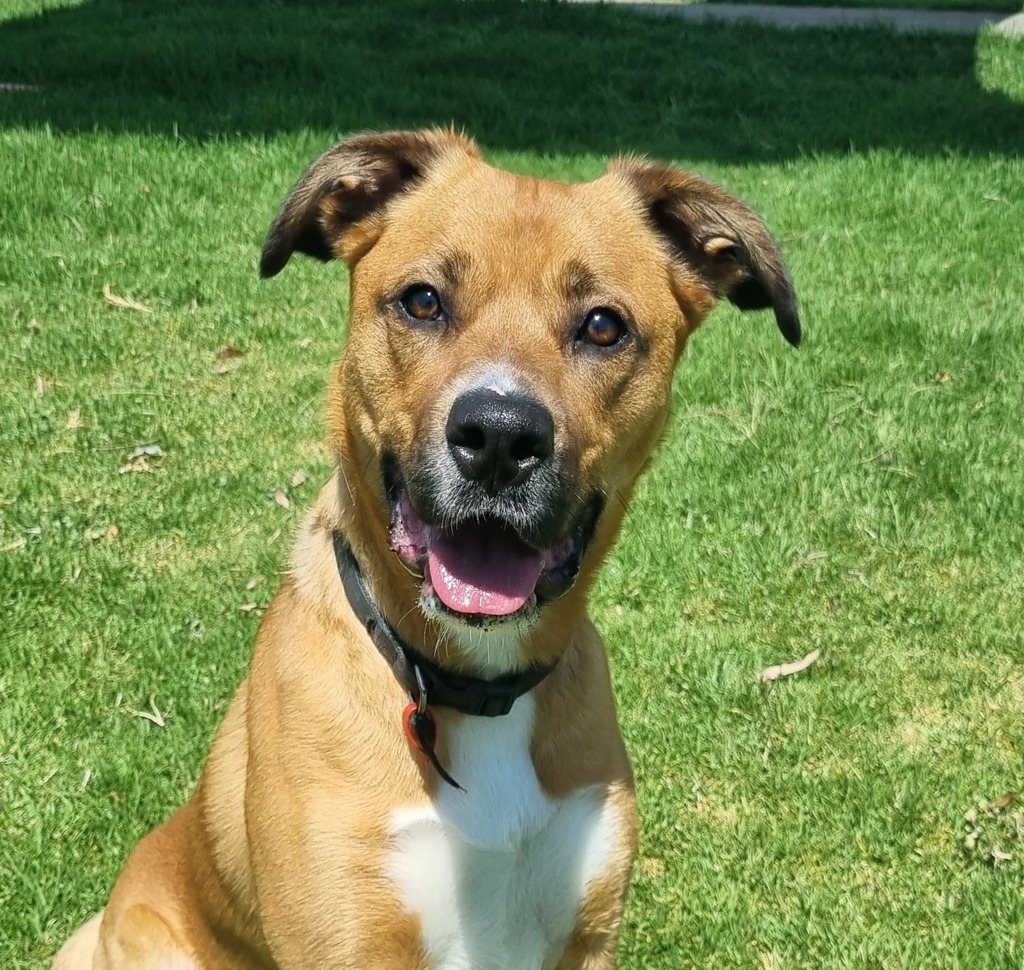 Charlie - Large Male Border Collie x Boxer Mix Dog in VIC - PetRescue