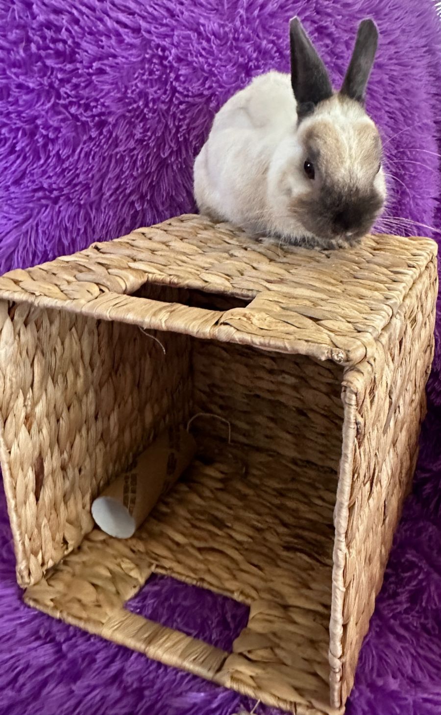 Casey - Male Netherland Dwarf Mix Rabbit in VIC - PetRescue
