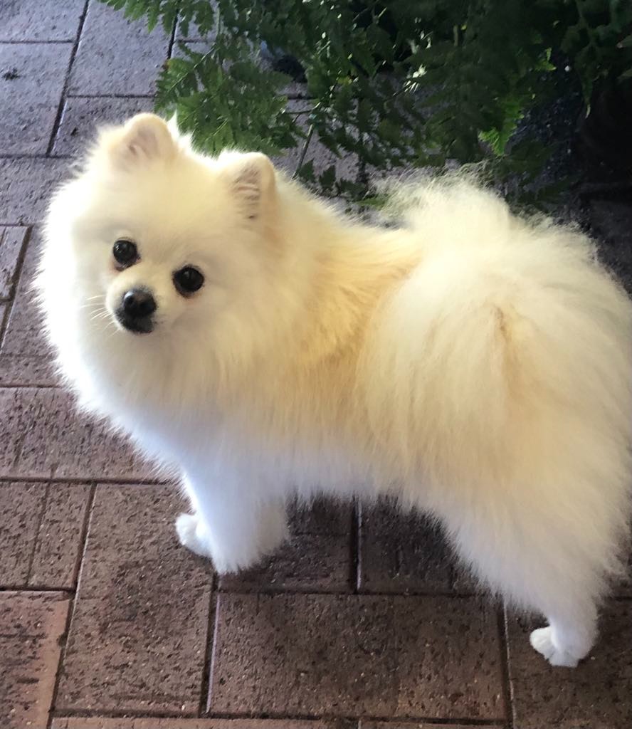 Beni - Small Male Pomeranian Dog in WA - PetRescue