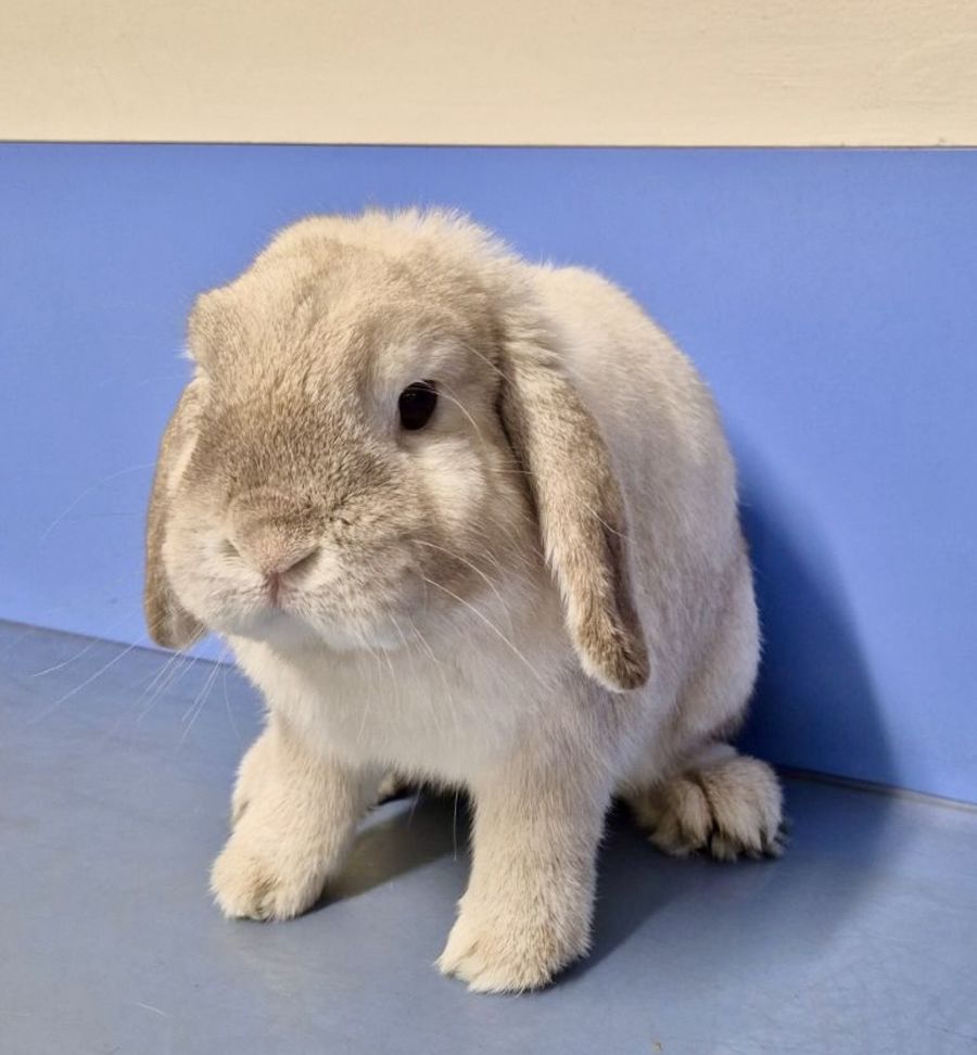 Opie - Male Lop Eared Mix Rabbit in SA - PetRescue