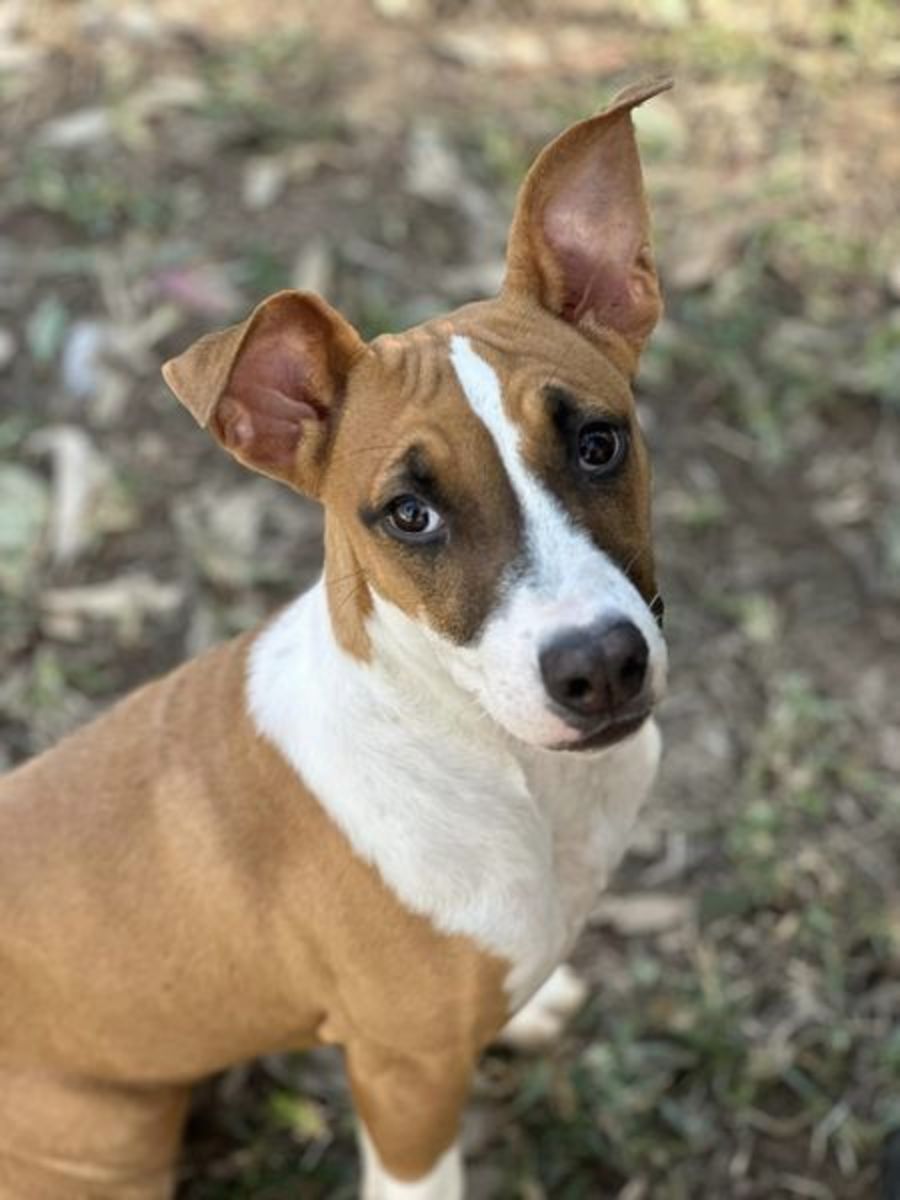 Nutella - Medium Female Mixed Breed Mix Dog in NSW - PetRescue