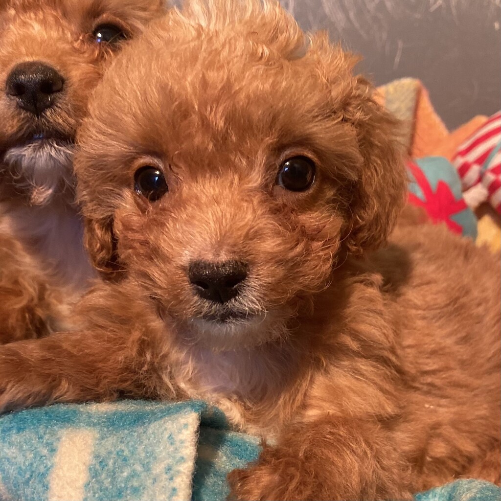 Harper - Medium Female Cavoodle Mix Dog in VIC - PetRescue