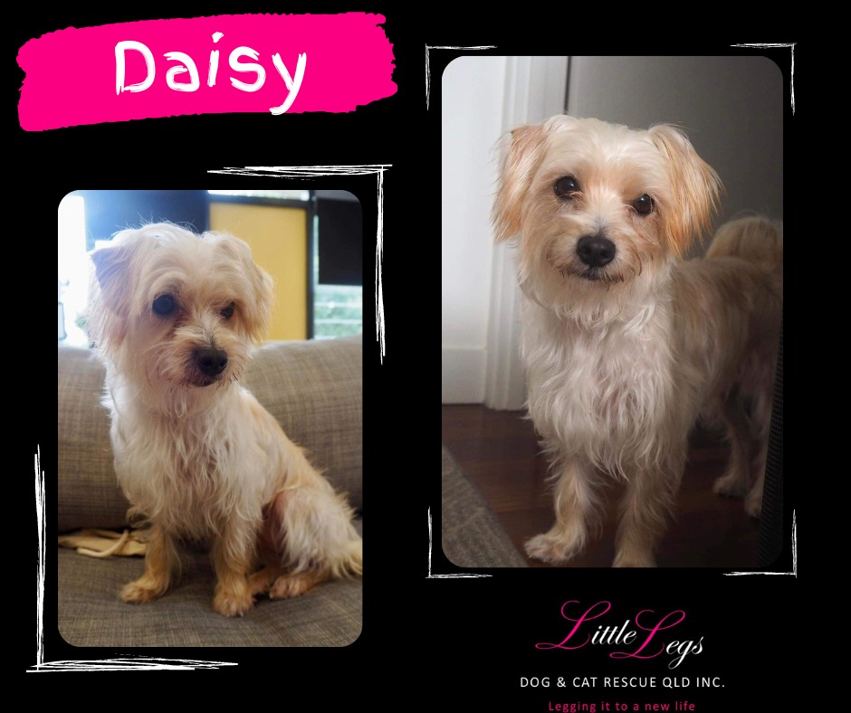 Daisy - Small Female Maltese x Mixed Breed Mix Dog in QLD - PetRescue