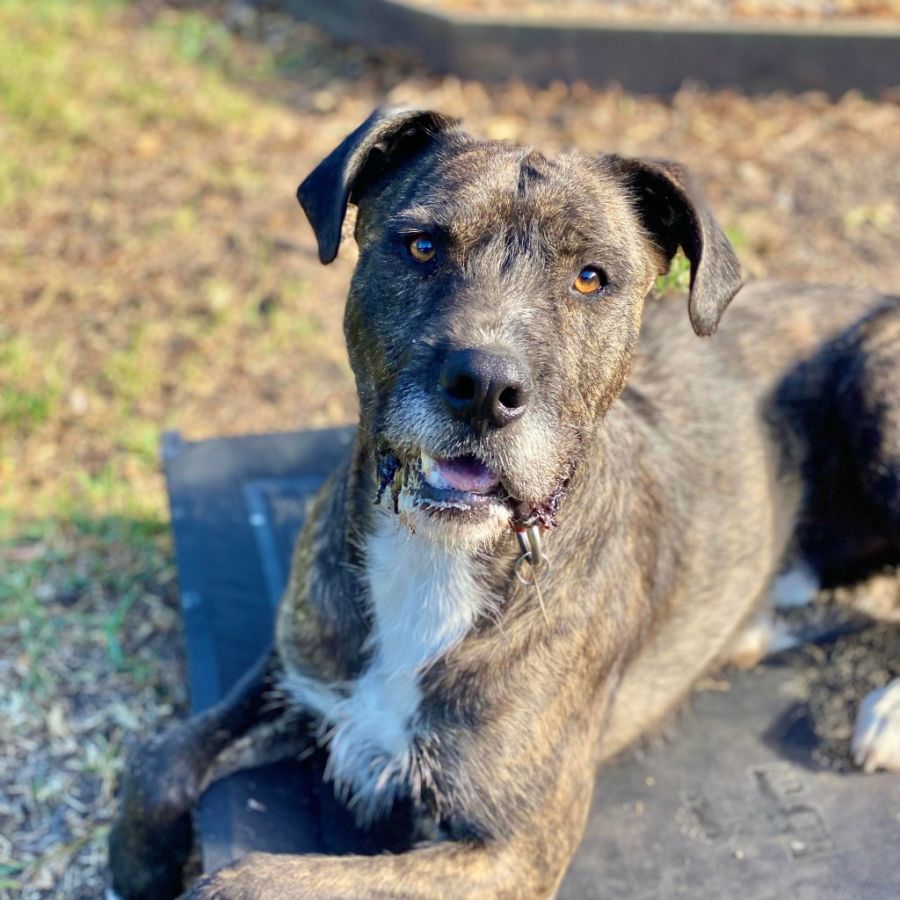 Aro - Large Male Bull Arab x Staghound Mix Dog in VIC - PetRescue