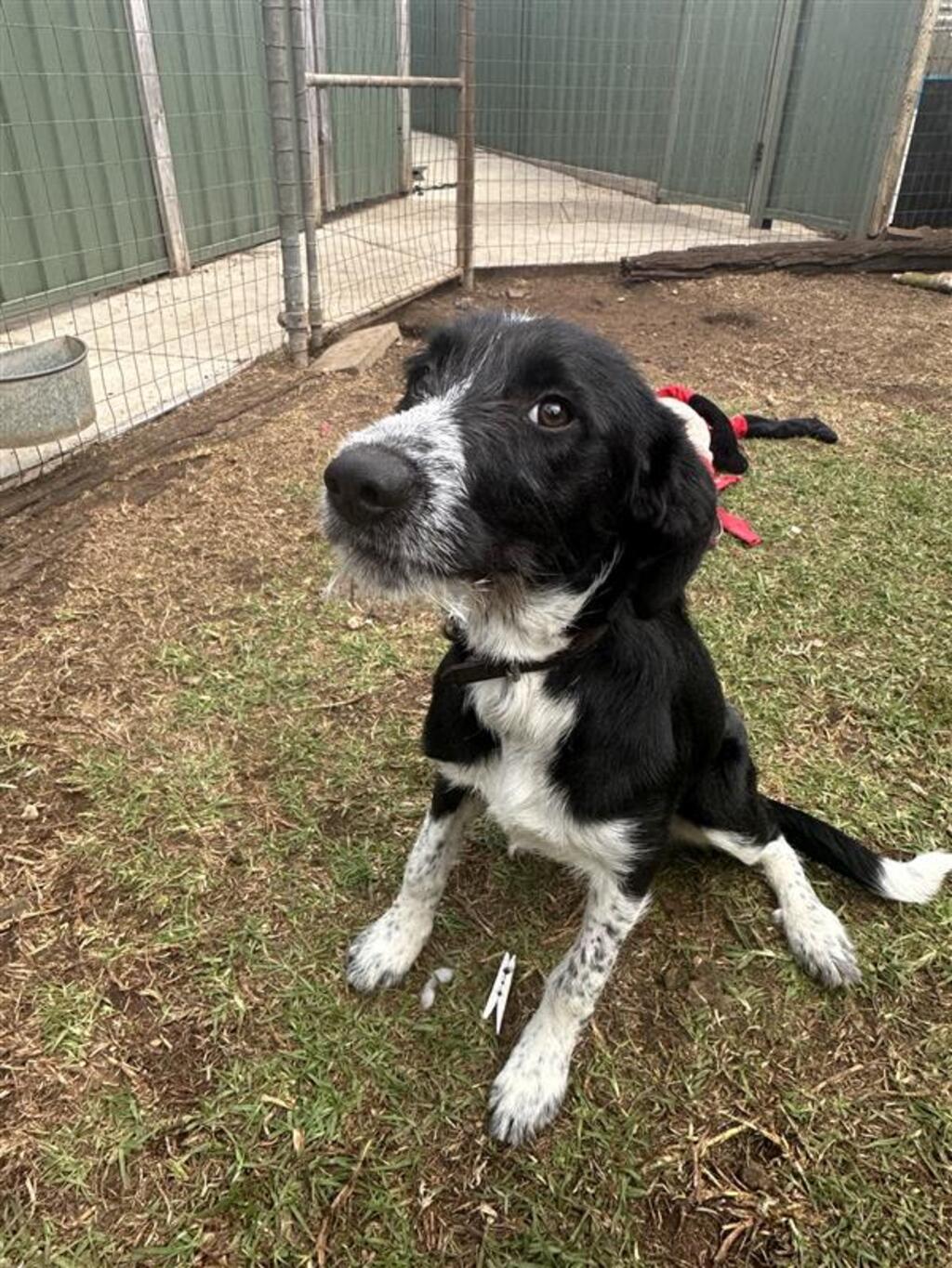 Freya - Medium Female German Wirehaired Pointer Mix Dog in VIC - PetRescue