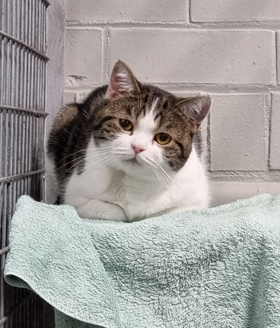 Pepper - Female British Shorthair Mix Cat in VIC - PetRescue