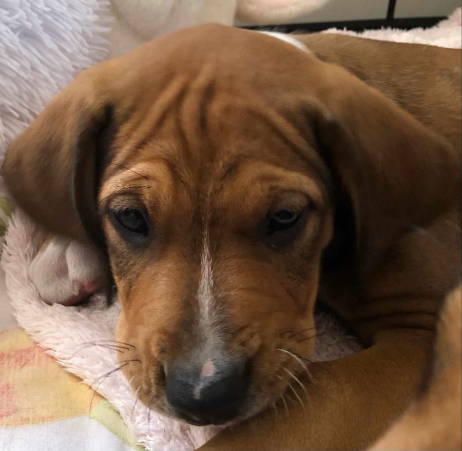 Benjamin Button - 14 Week Old Ridgeback X (Trial) - Medium Male ...