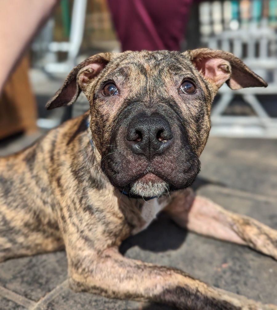 Hiccup- Blind Puppy - Medium Male Staffy Mix Dog in NSW - PetRescue