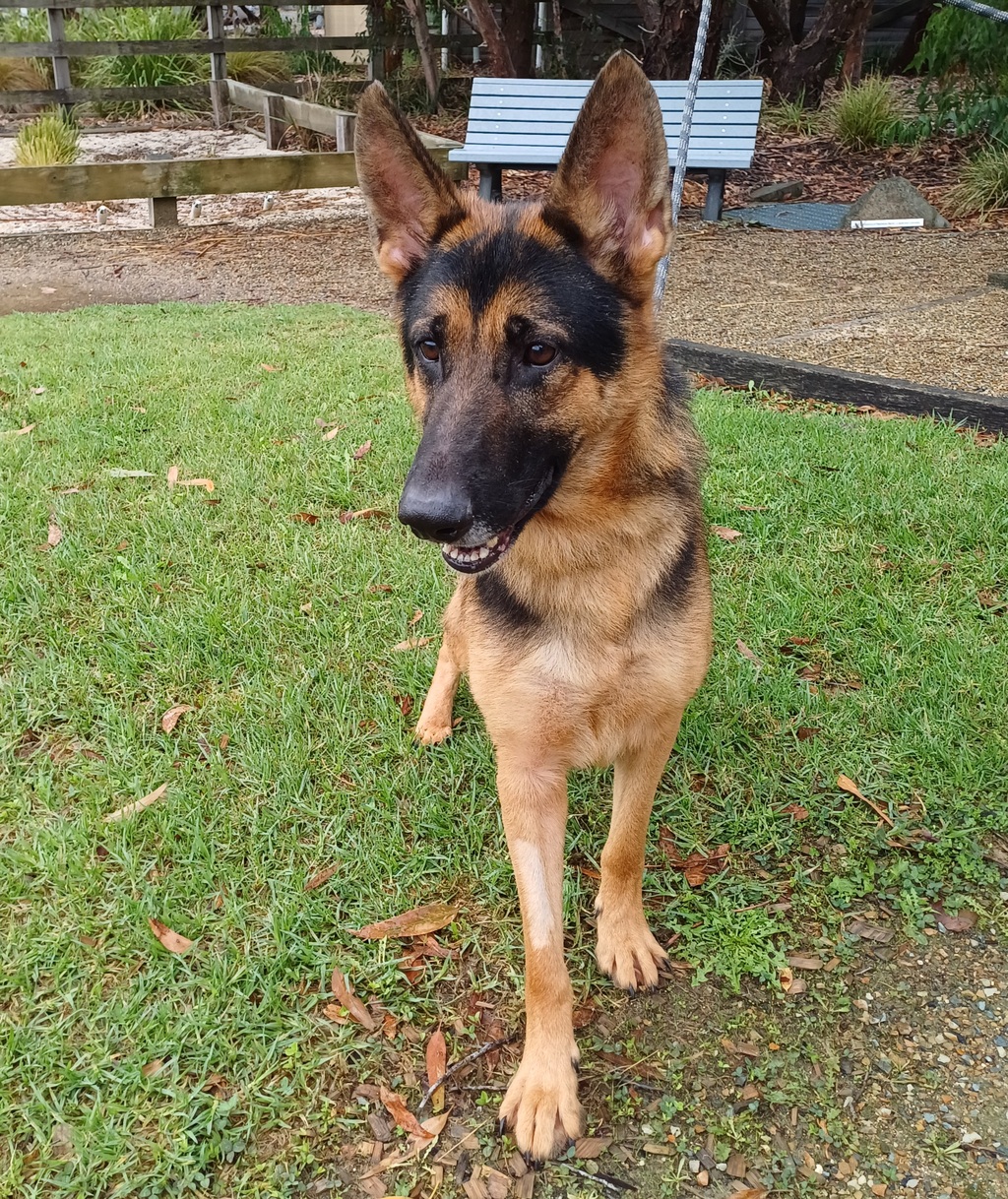 Marley - Medium Male German Shepherd Dog in VIC - PetRescue