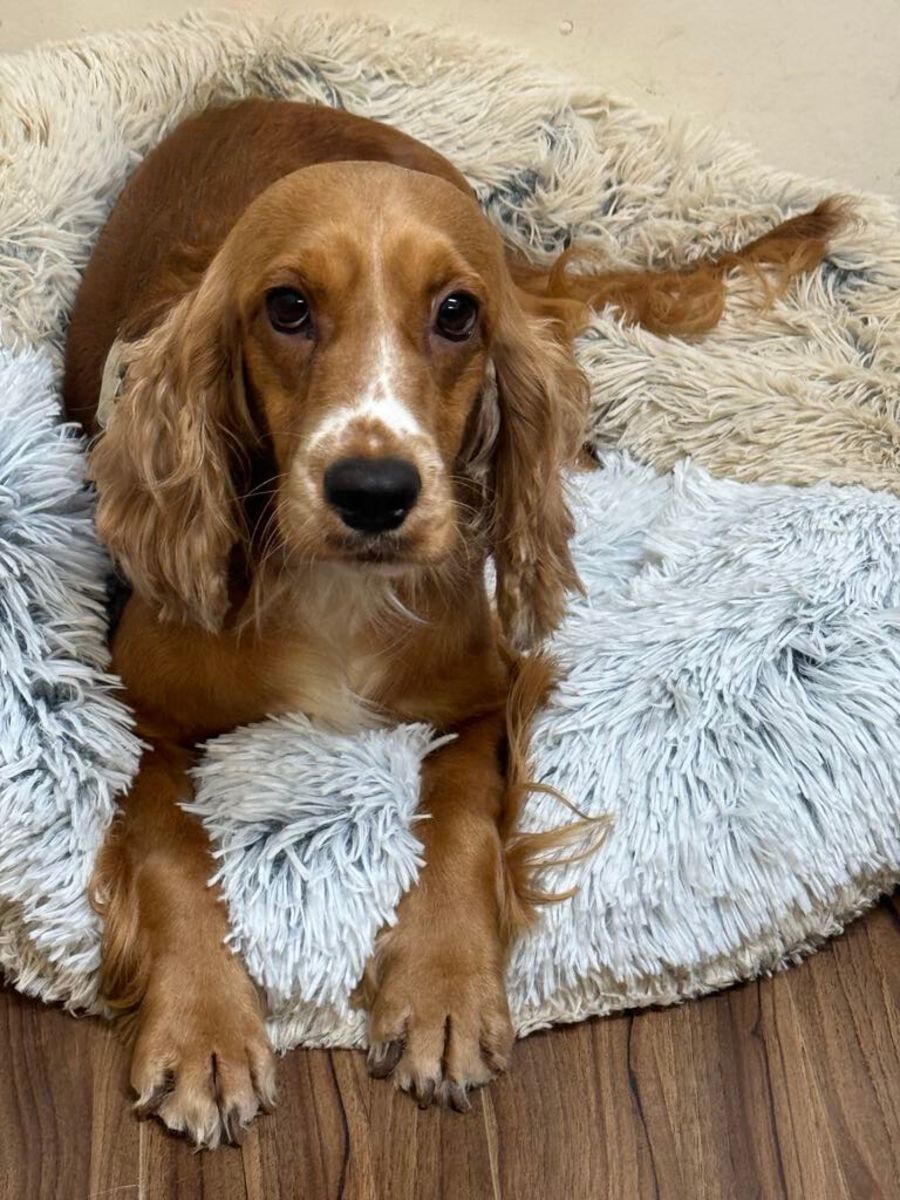 Lucy - Medium Female Cocker Spaniel Dog in QLD - PetRescue