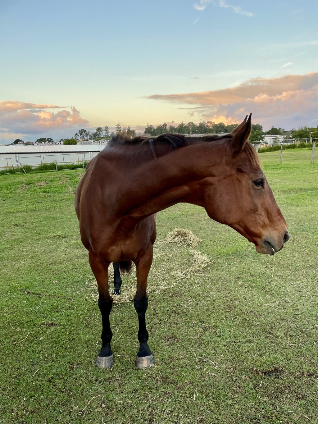 Montana - Female Thoroughbred Mix Horse in QLD - PetRescue