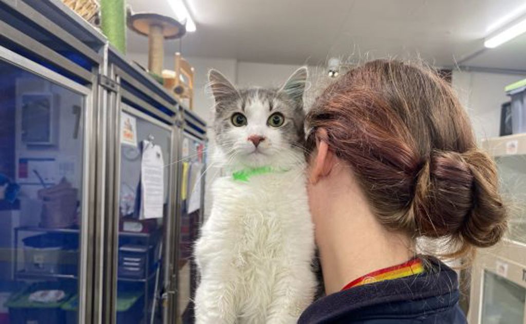 Habib - Male Domestic Medium Hair Mix Cat in VIC - PetRescue