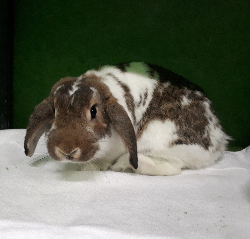 Dunk (bonded To Hockey) - Female Rex Mix Rabbit in VIC - PetRescue