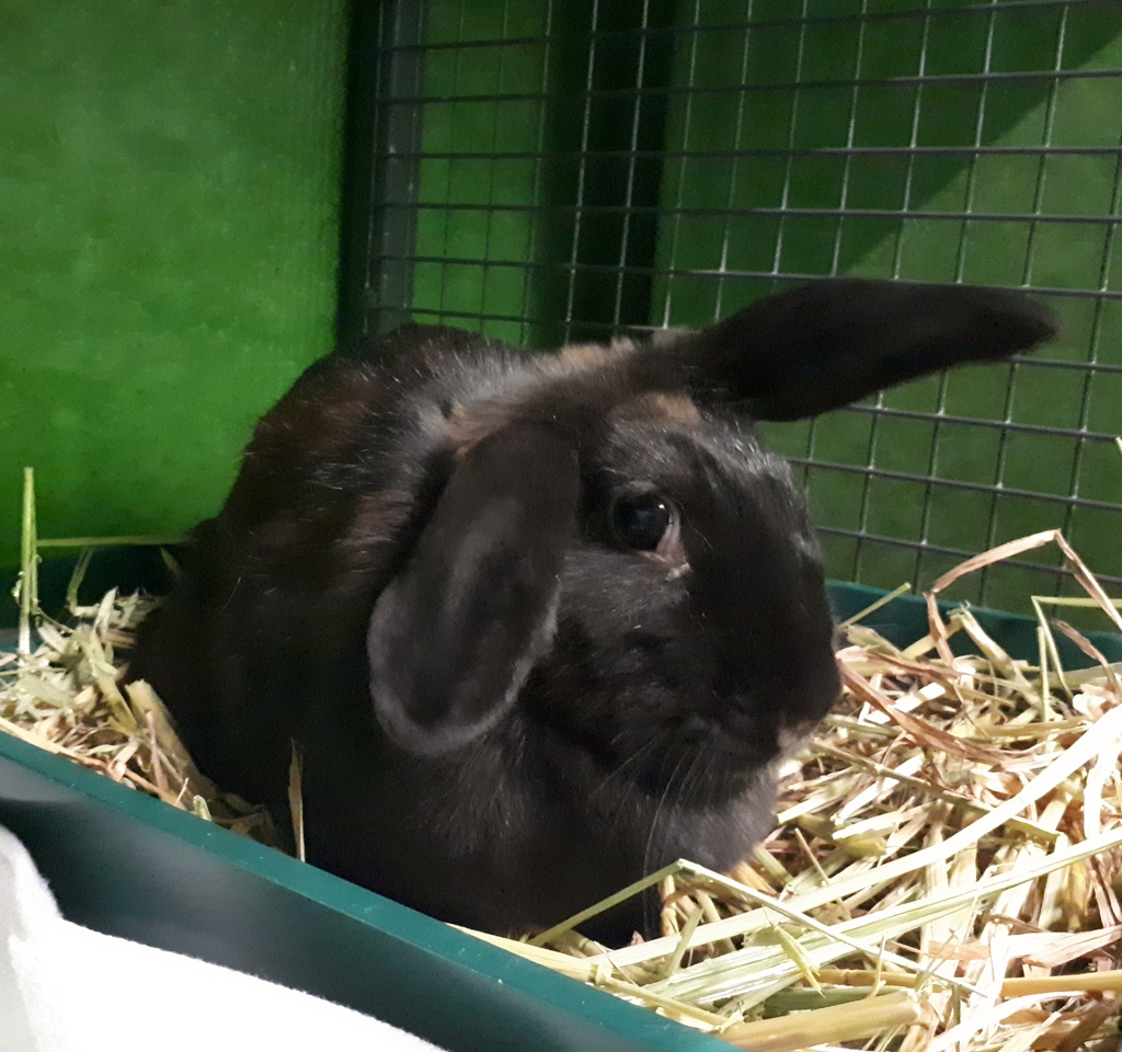 Hockey (bonded To Dunk) - Female Rex Mix Rabbit in VIC - PetRescue