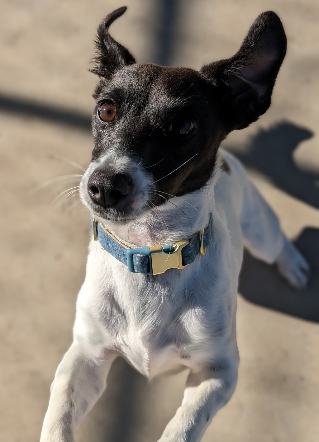 Tiana - Small Female Jack Russell Terrier x Mini Foxy Mix Dog in VIC ...