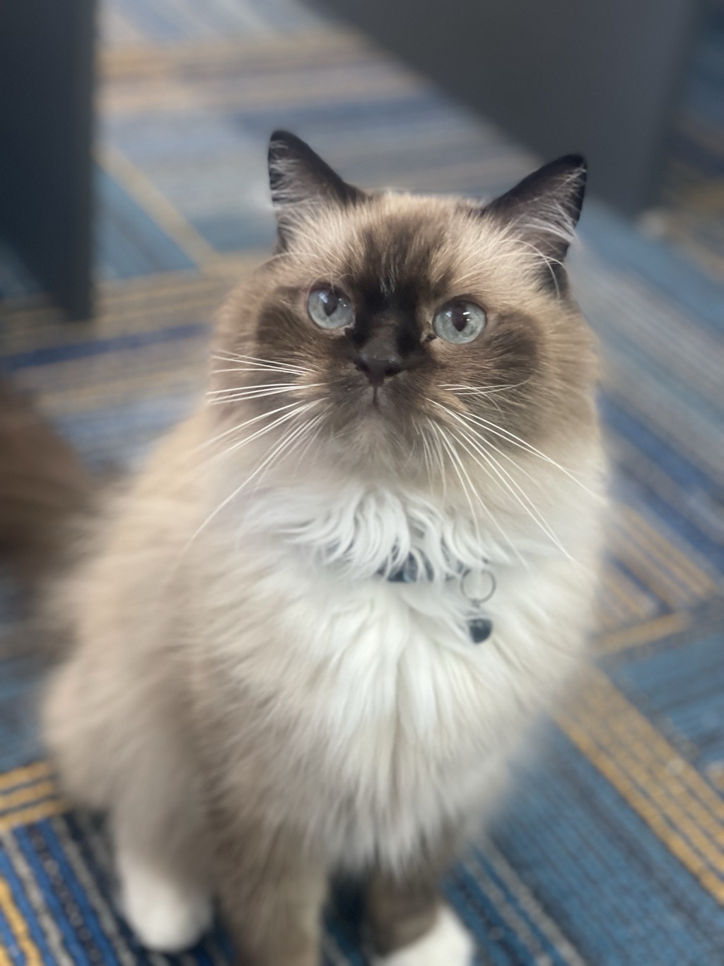 Oakley - Male Ragdoll Mix Cat in QLD - PetRescue