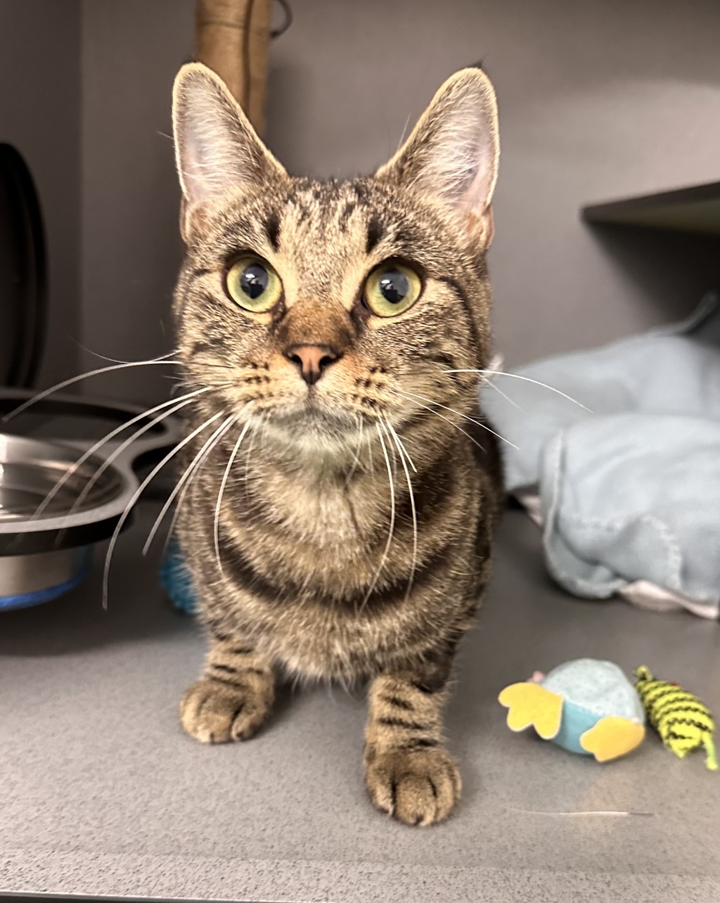 Slick - Female Domestic Short Hair Mix Cat in QLD - PetRescue