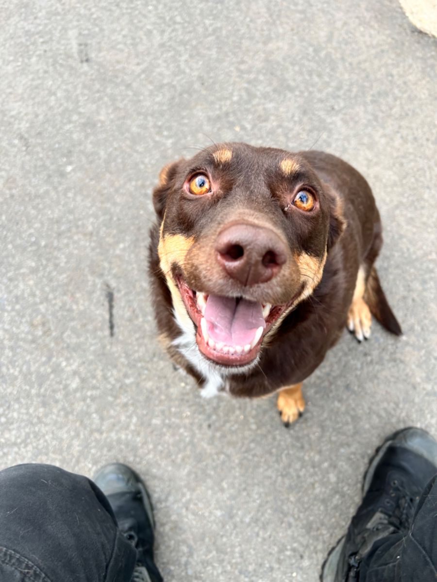 Bella - Medium Female Kelpie Mix Dog in VIC - PetRescue